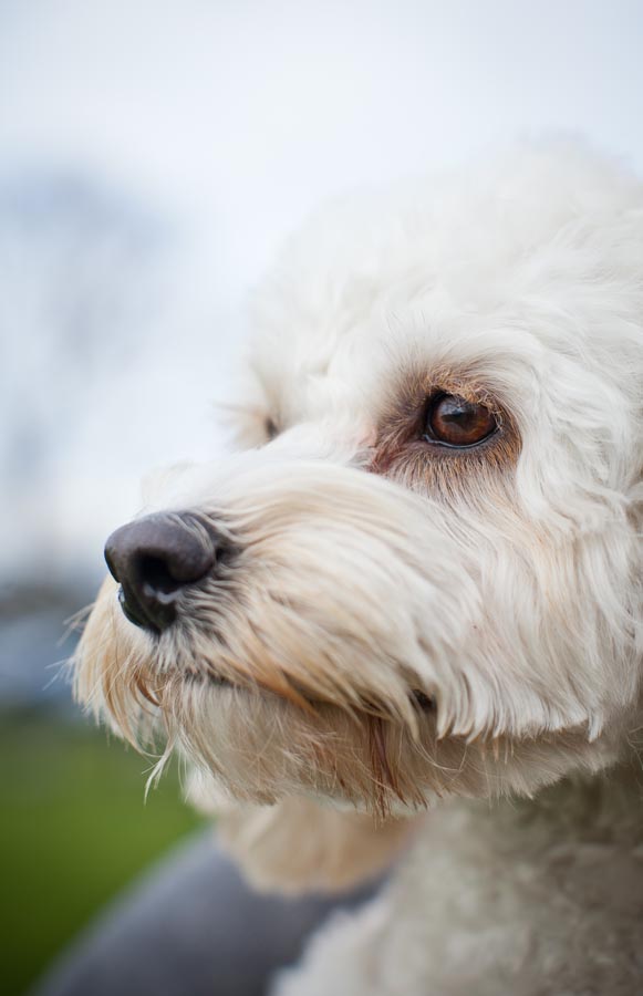 At What Age Is A Spoodle Fully Grown