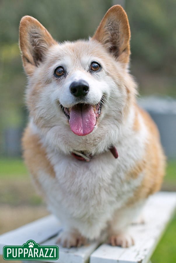 Photos of Corgis by Melbourne Dog Photographers Pupparazzi