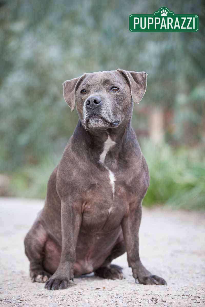 Harley the Staffie | Pet Photographer in Melbourne