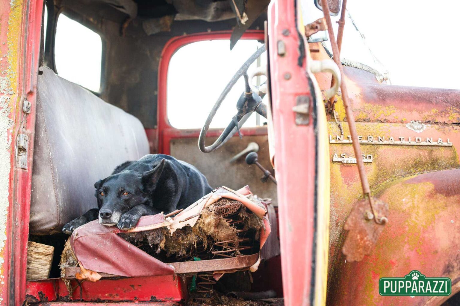 Bella & Fraser, Gippsland Kelpies | Pet Photography Melbourne