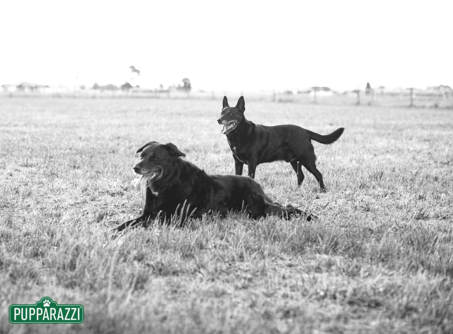 Bella & Fraser, Gippsland Kelpies | Pet Photography Melbourne