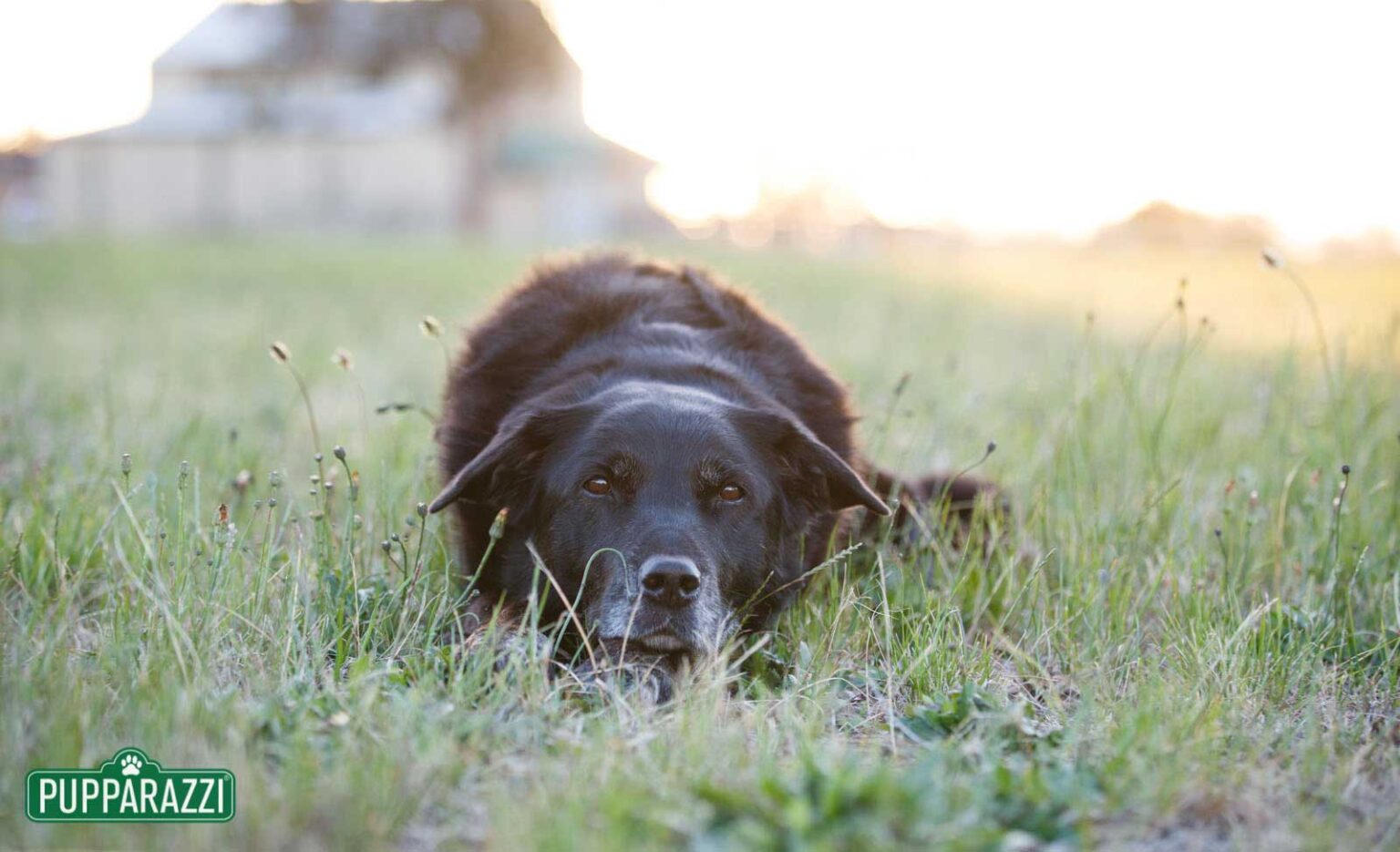 Bella & Fraser, Gippsland Kelpies | Pet Photography Melbourne