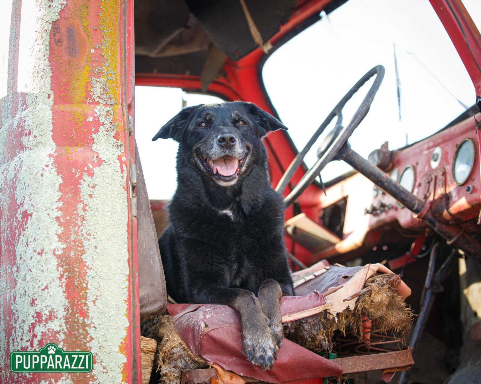Bella & Fraser, Gippsland Kelpies | Pet Photography Melbourne